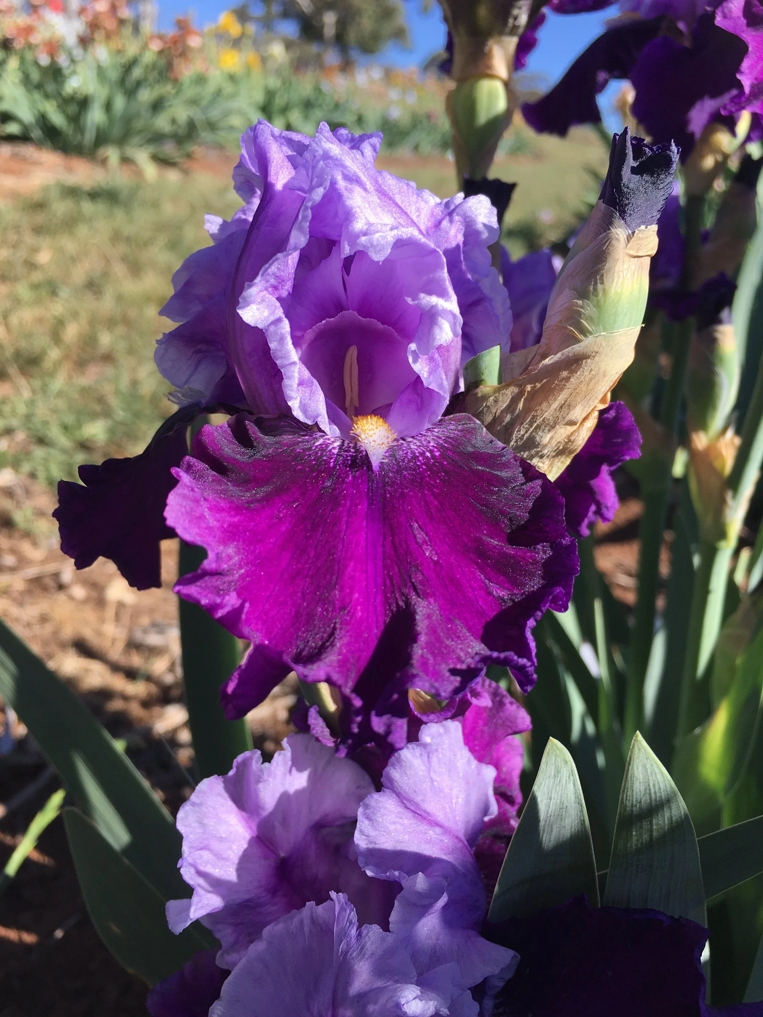 Bluebird Wine — Cargo Iris Garden