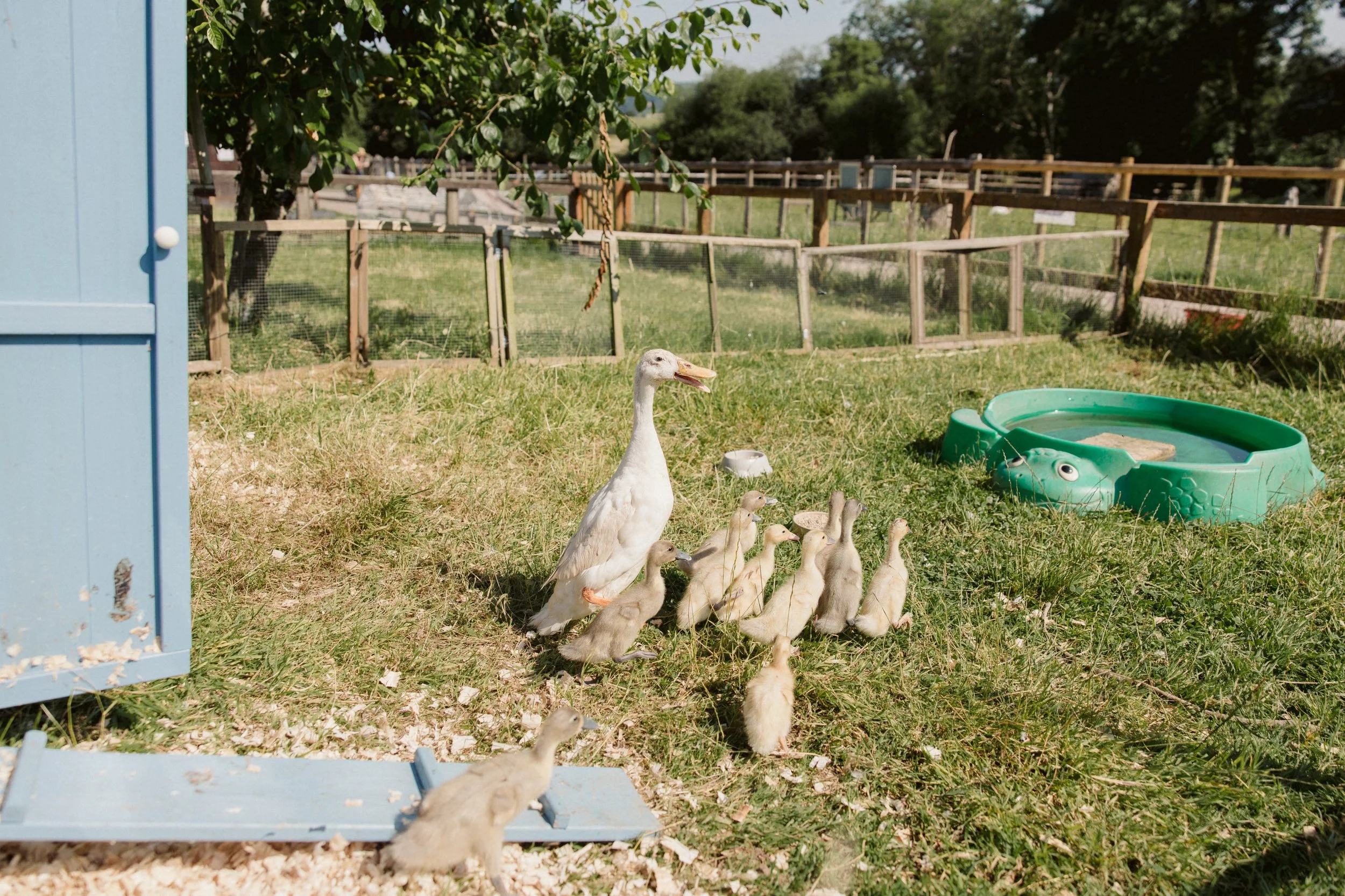 What's on at the Farm — Bucklebury Farm Park