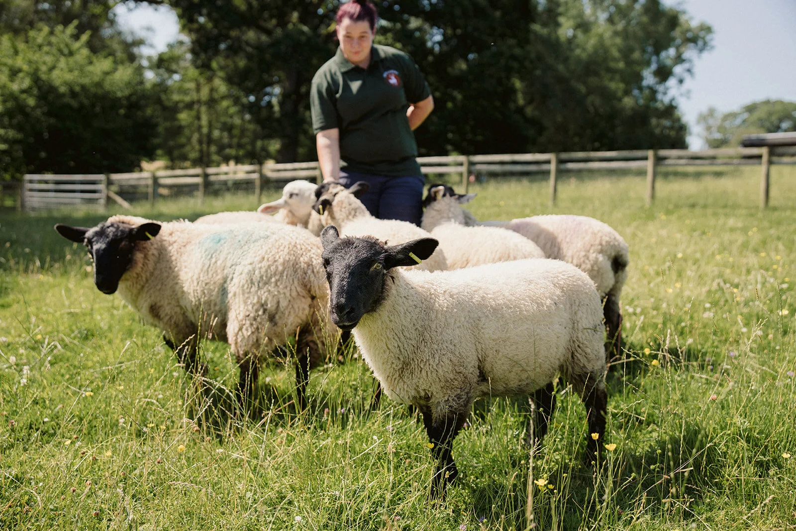 Bucklebury Farm Park