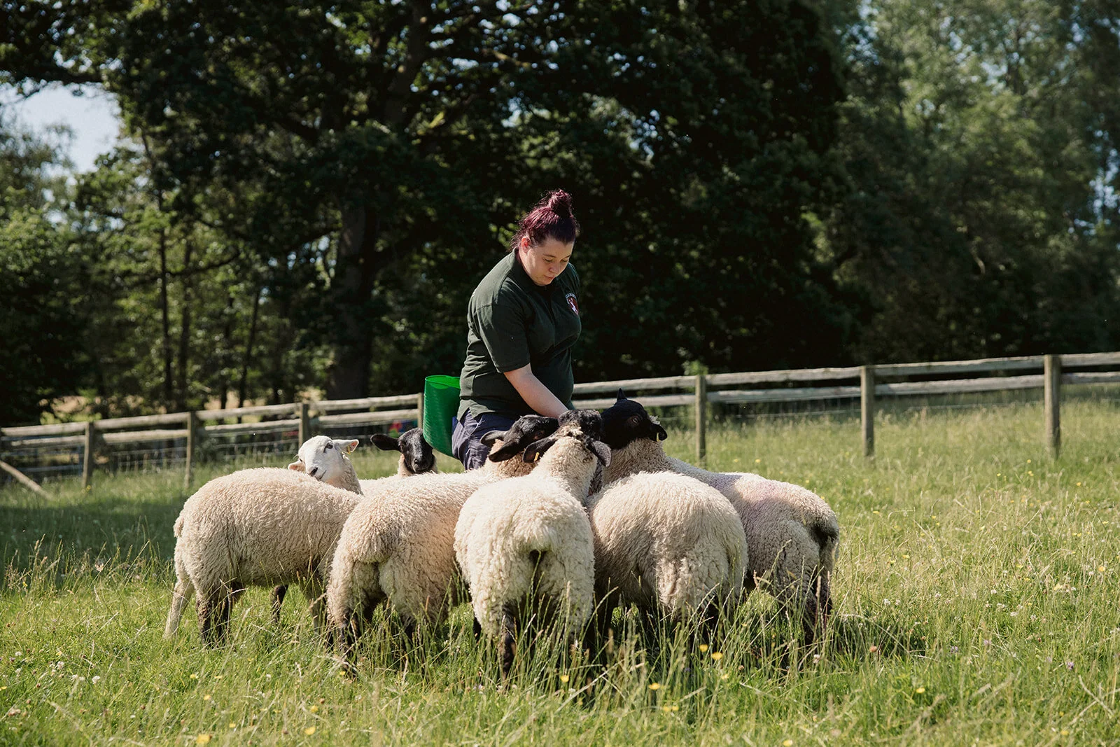 Farm — Bucklebury Farm Park
