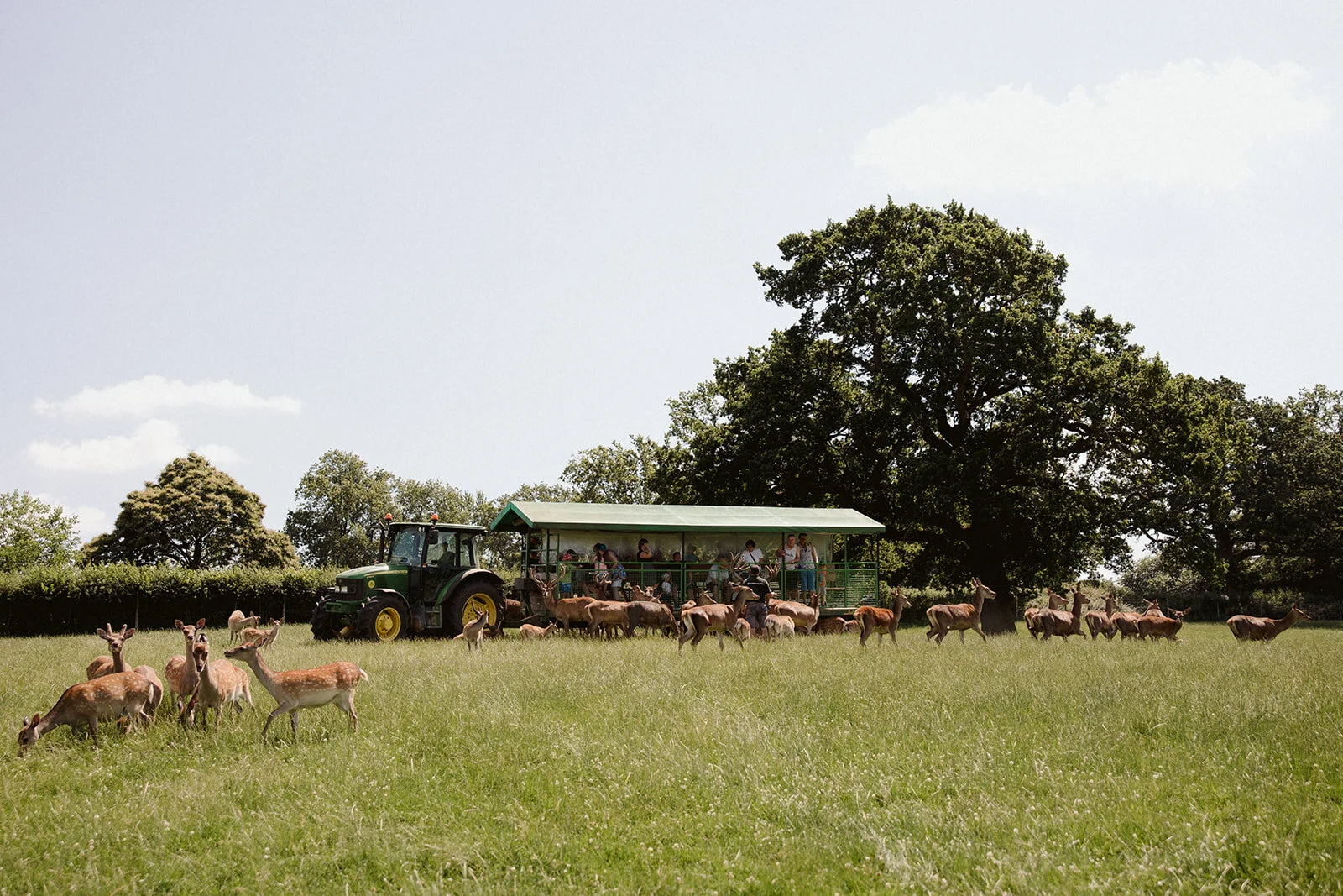 Bucklebury Farm Park
