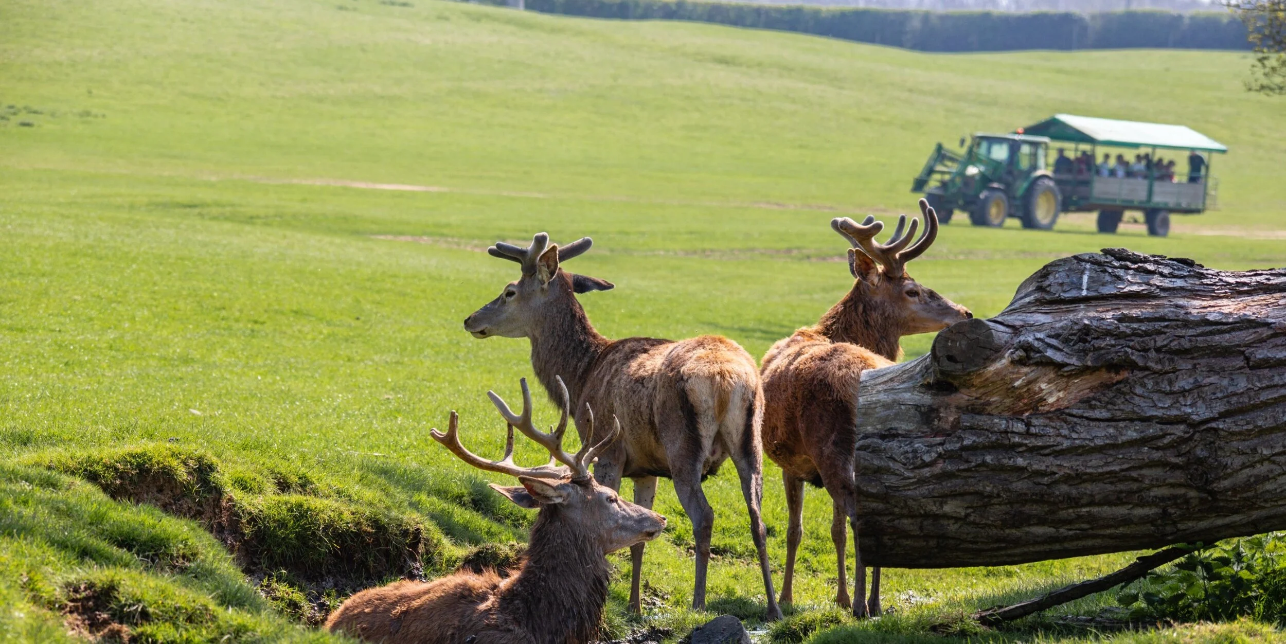 Bucklebury Farm Park