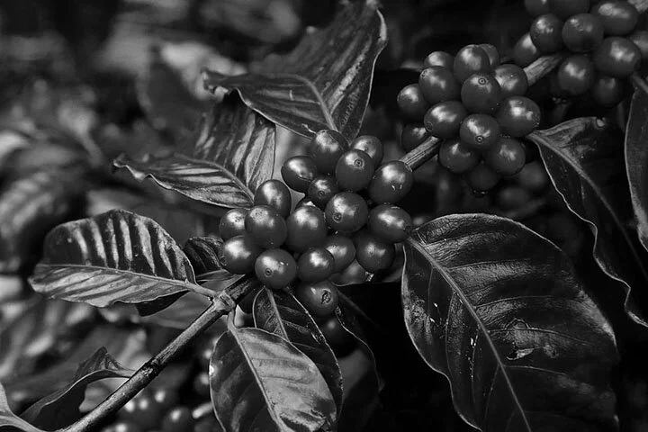 Alla Prima Coffee Roaster