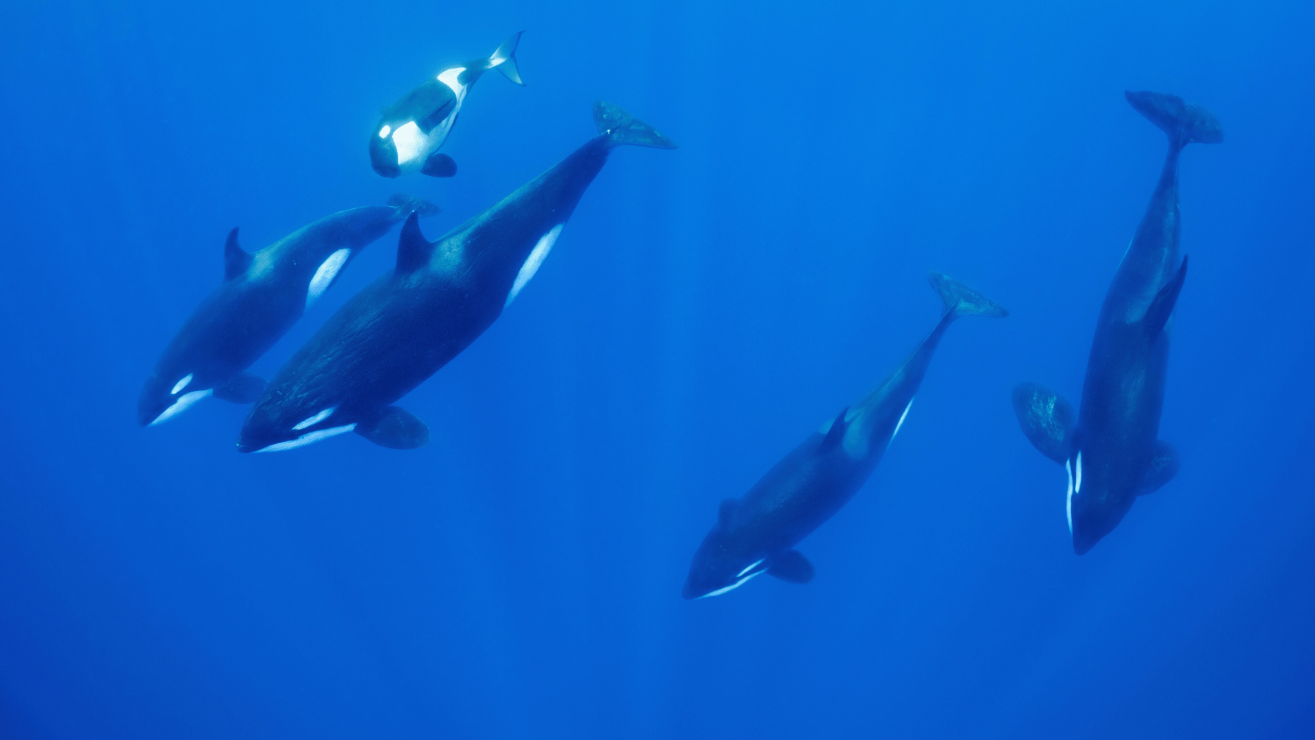 HUB Ocean | Unlocking Ocean Data