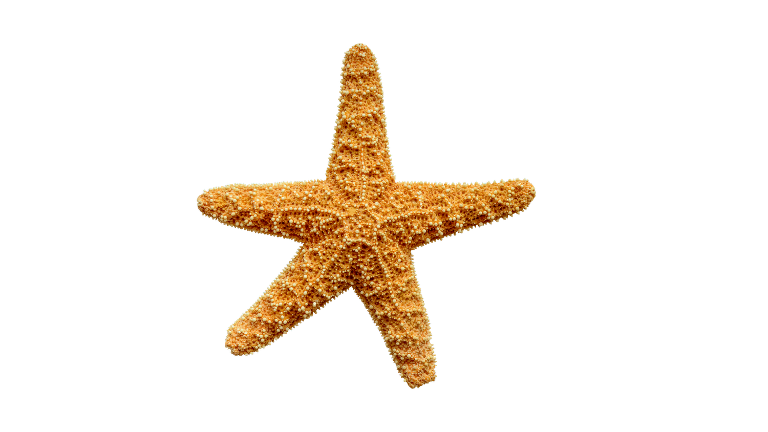 HUB Ocean | Unlocking Ocean Data