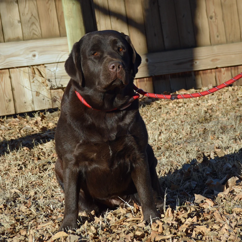 Our Dogs | LaMorris Labradors | Chocolate Labrador Breeders | Southern ...