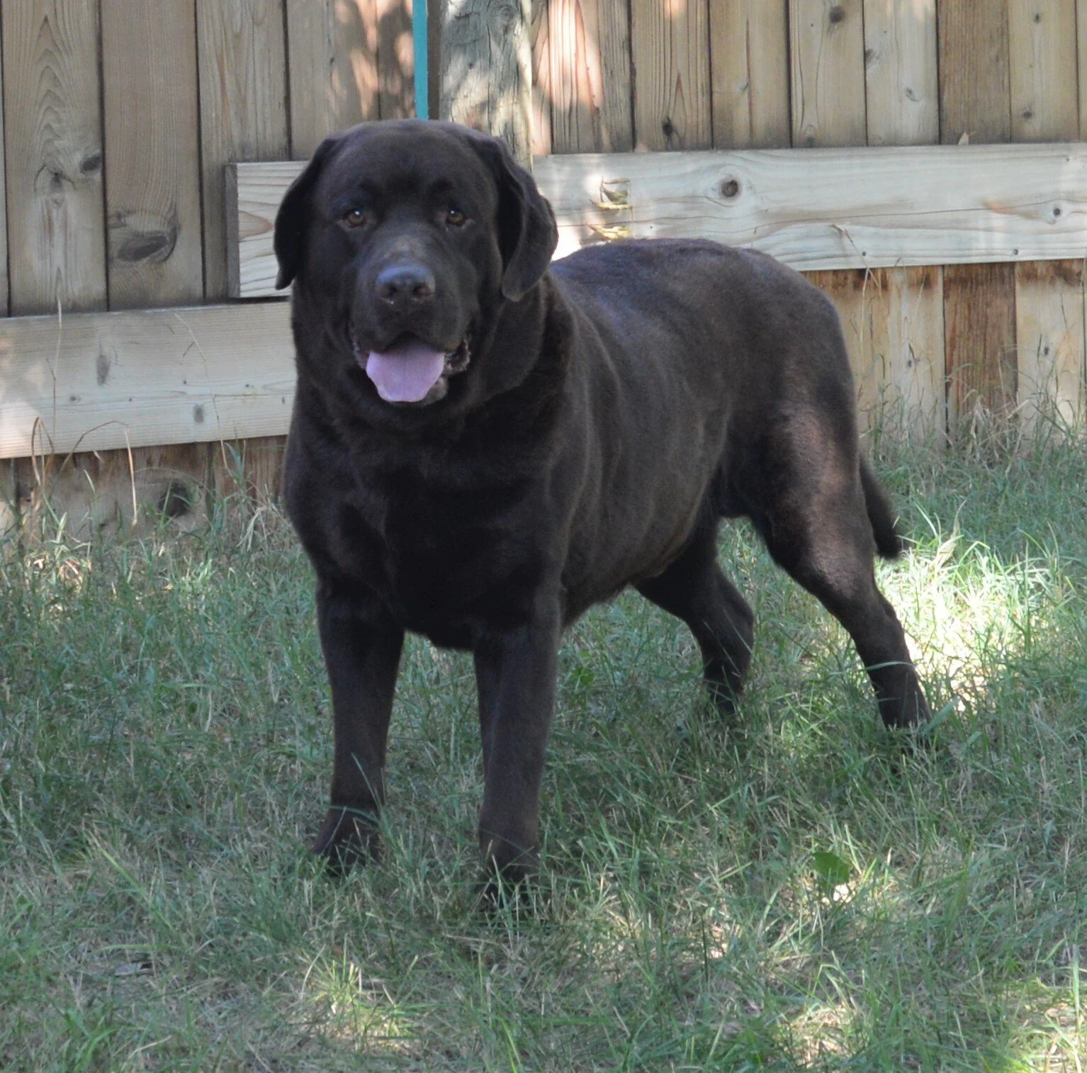 Our Dogs | LaMorris Labradors | Chocolate Labrador Breeders | Southern ...