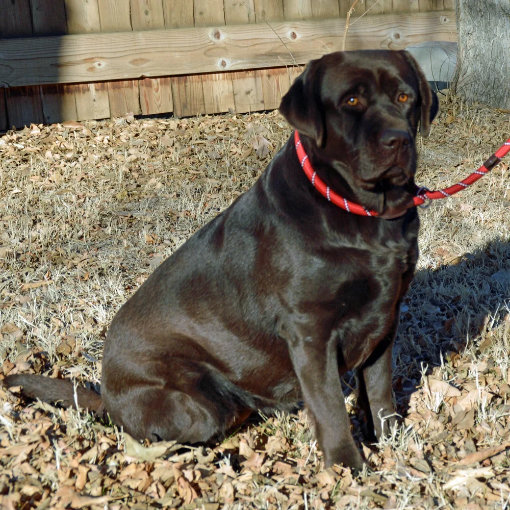 Our Dogs | LaMorris Labradors | Chocolate Labrador Breeders | Southern ...