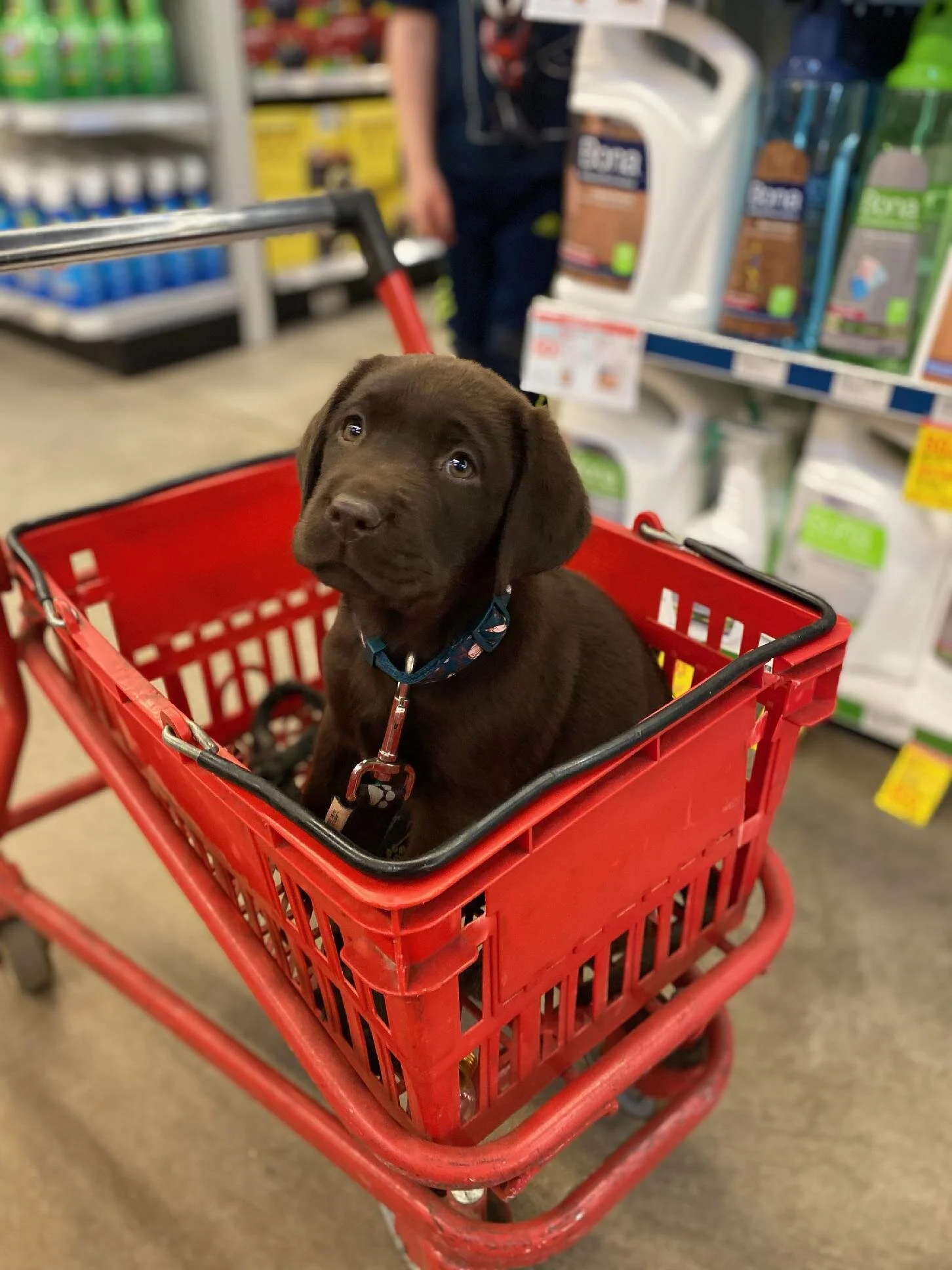 Labrador Retriever Photo Gallery | LaMorris Labradors | Chocolate ...