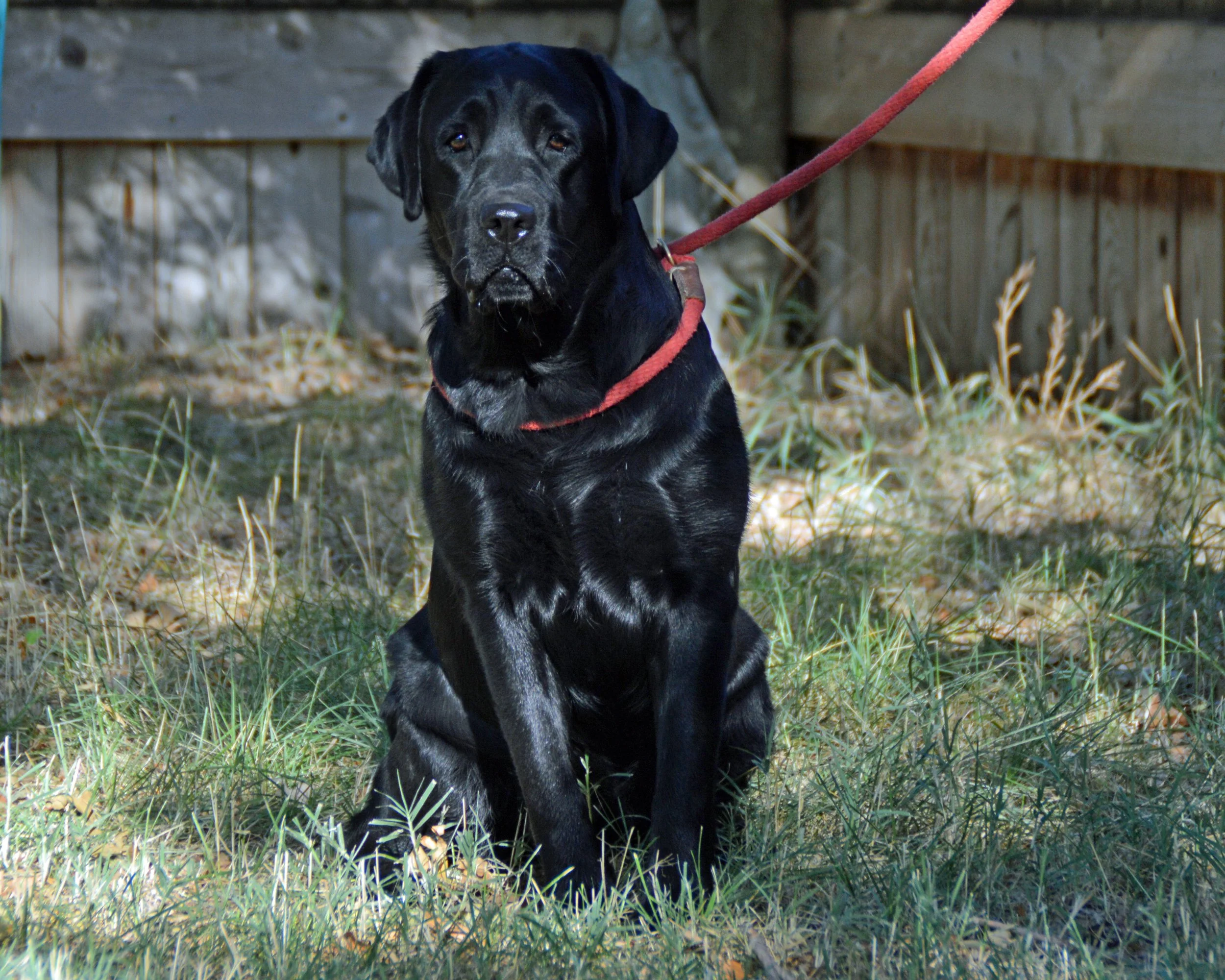 Our Dogs | LaMorris Labradors | Chocolate Labrador Breeders | Southern ...