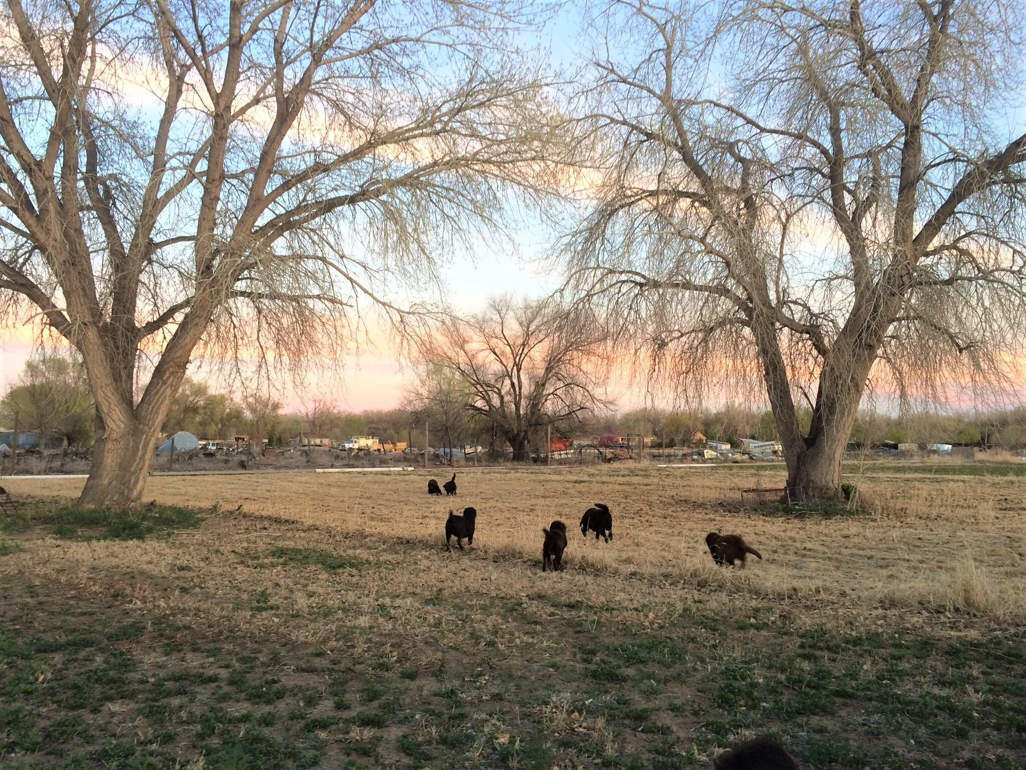 Our Dogs | LaMorris Labradors | Chocolate Labrador Breeders | Southern ...