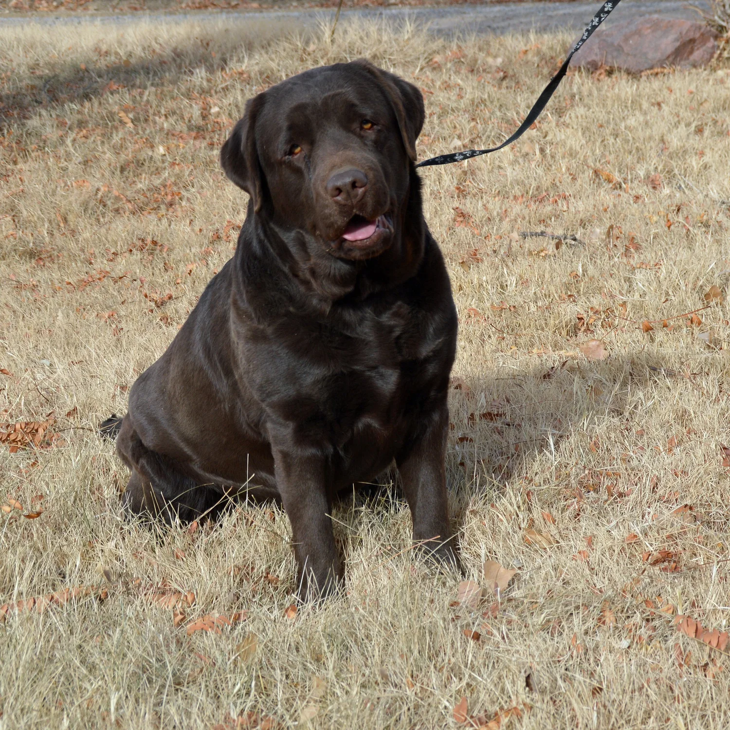 Our Dogs | LaMorris Labradors | Chocolate Labrador Breeders | Southern ...