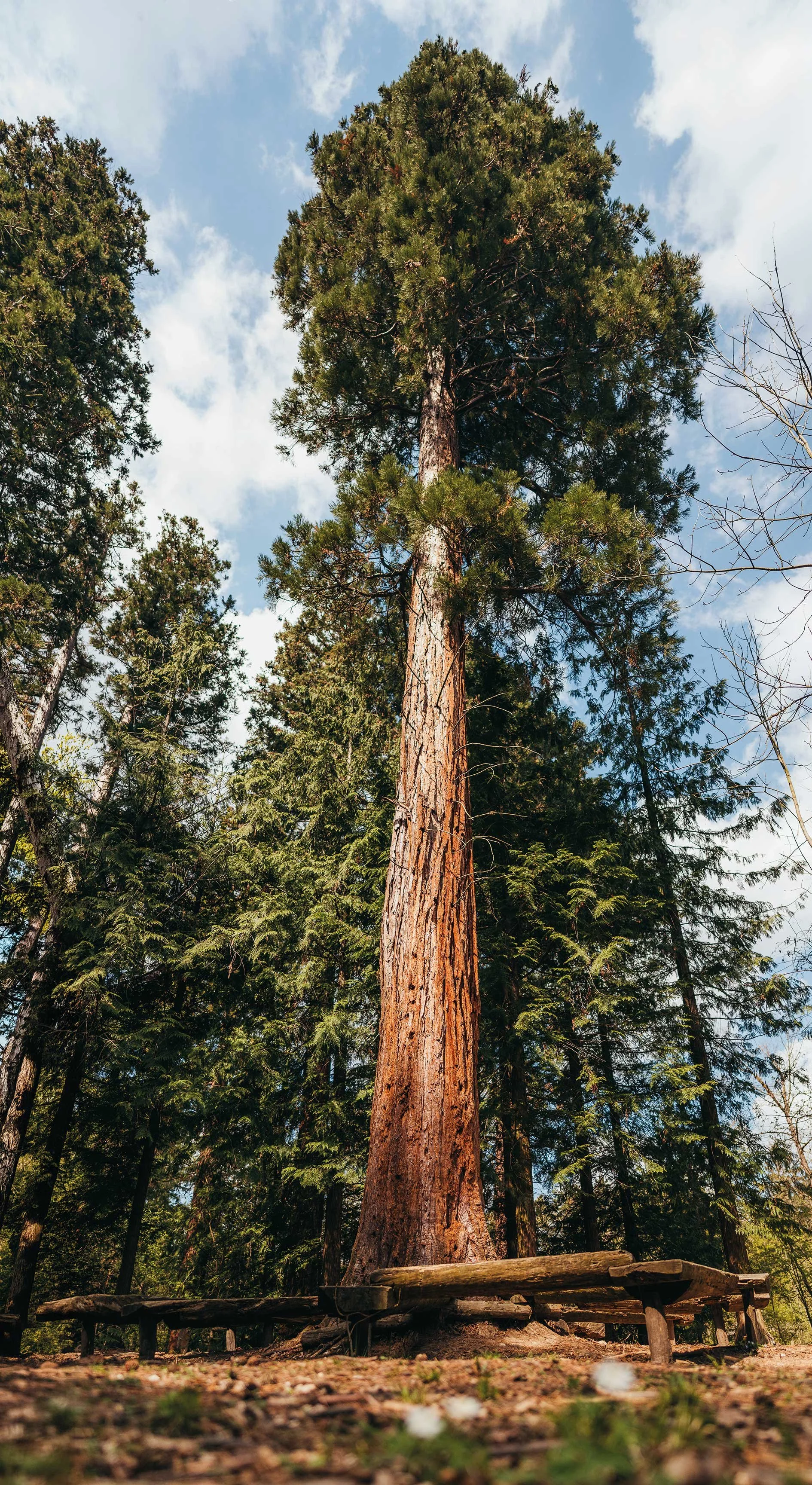 Heilen im Wald — GESUND & LEBEN