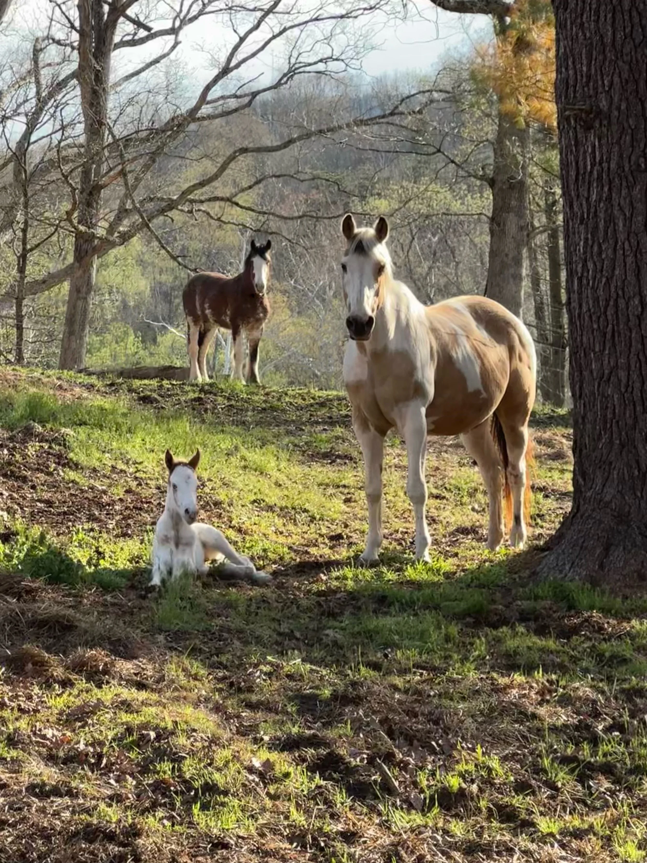 General 5 — Spring Gap Farm