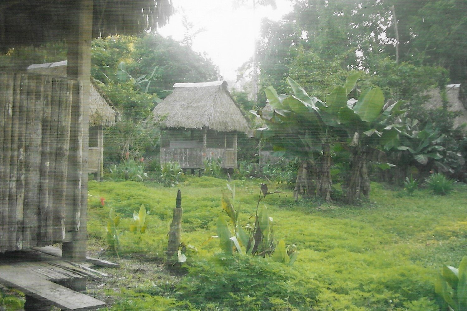 Visiting the Amazon Jungle from Cusco, Peru — Sarah Ransome Art