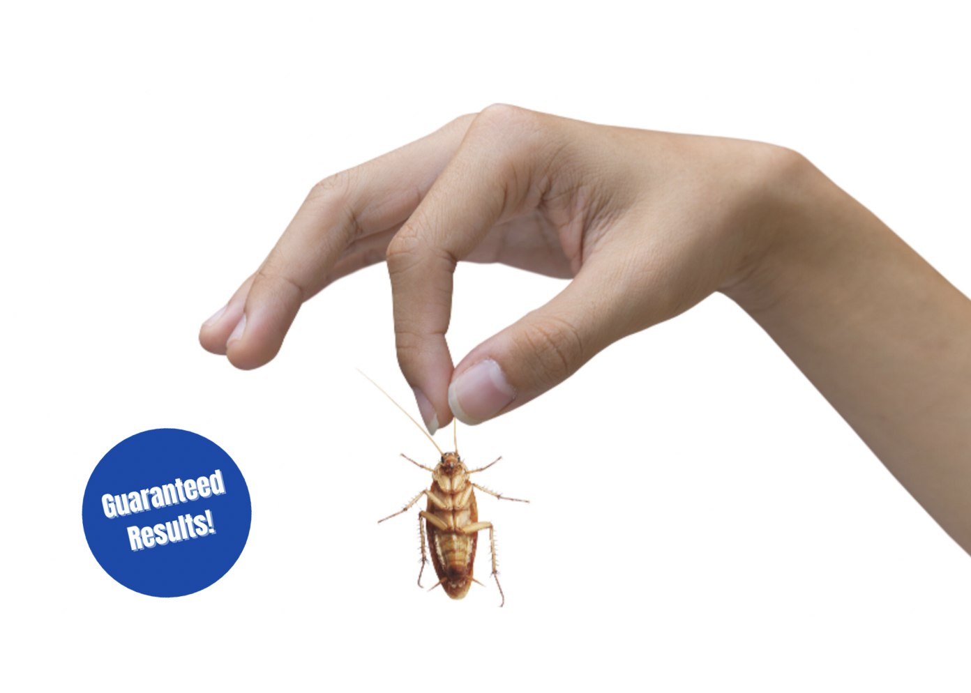 All American Termite and Pest Control