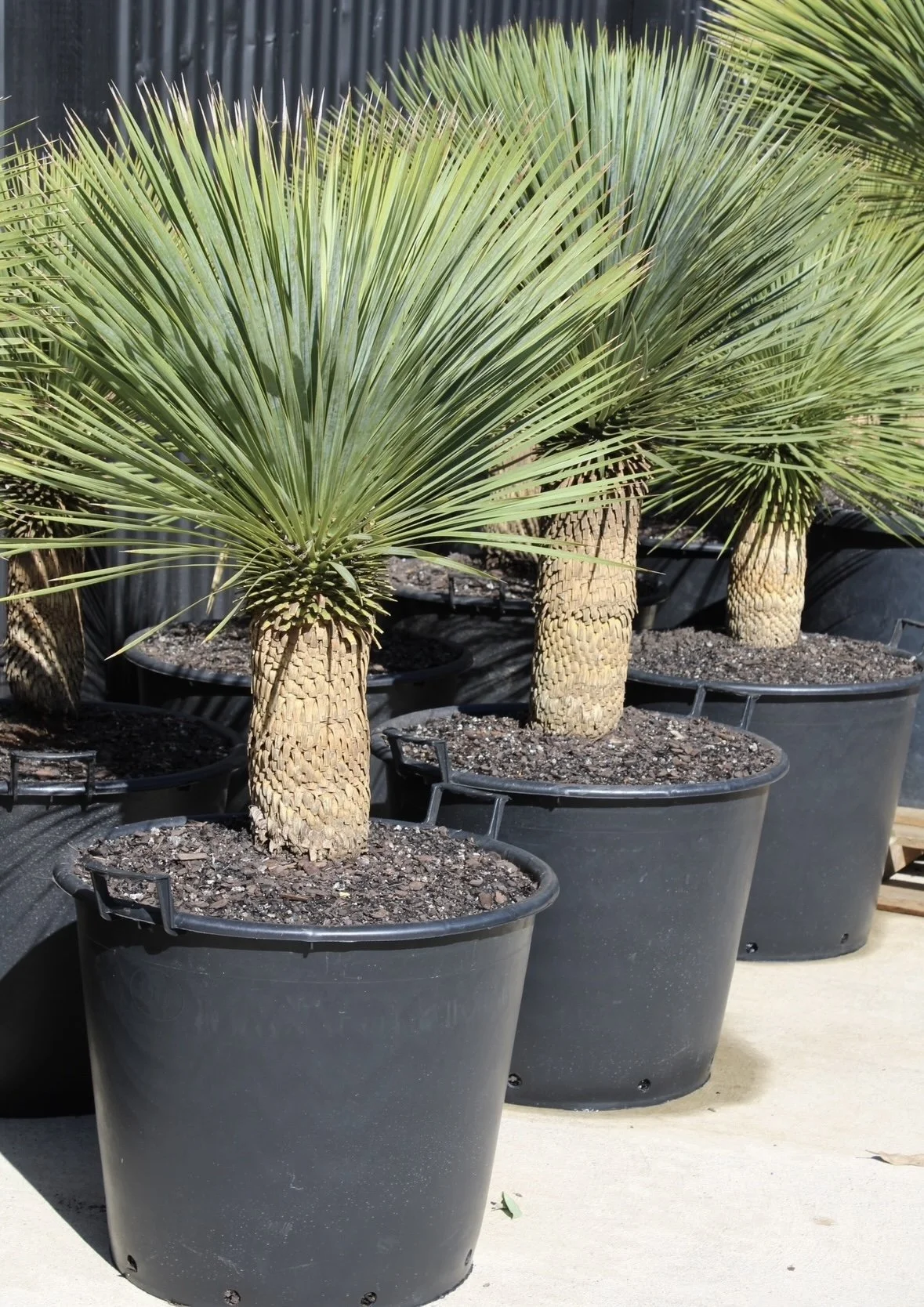 Yucca Rostrata Sapphire skies — Beautiful Gardens Exotic Nursery and Design