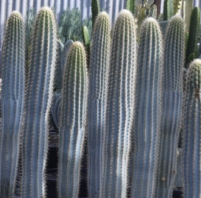 CACTI + SUCCULENTS — Beautiful Gardens Exotic Nursery and Design