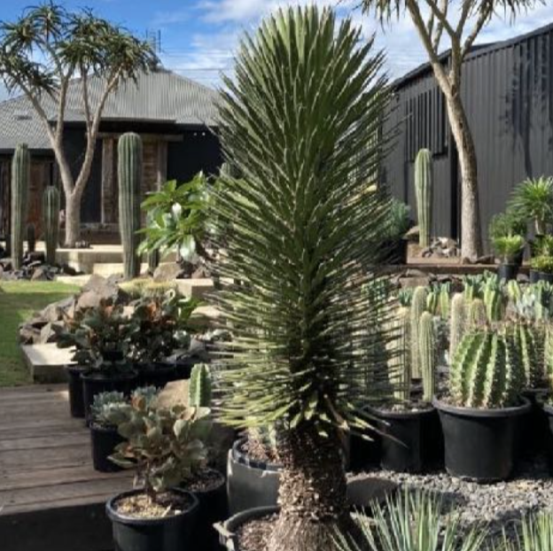 FEATURE PLANTS — Beautiful Gardens Exotic Nursery and Design