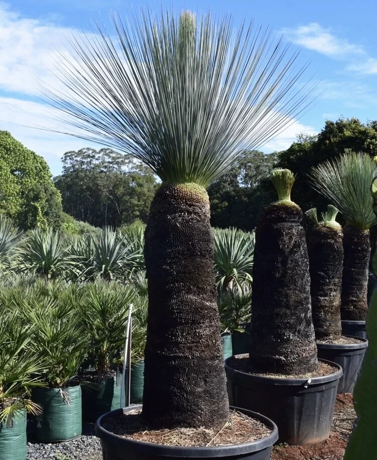 FEATURE PLANTS — Beautiful Gardens Exotic Nursery and Design