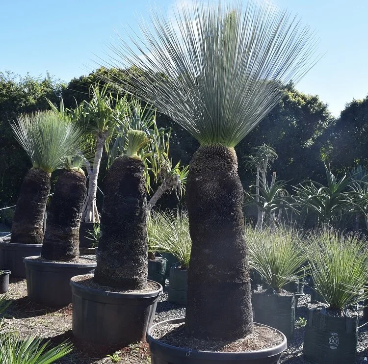 FEATURE PLANTS — Beautiful Gardens Exotic Nursery and Design
