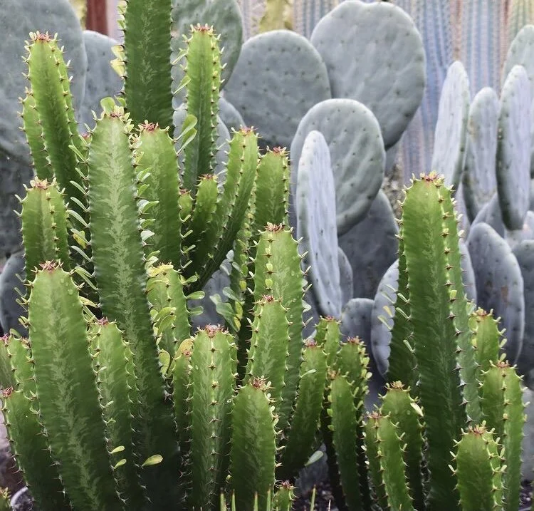 CACTI + SUCCULENTS — Beautiful Gardens Exotic Nursery and Design