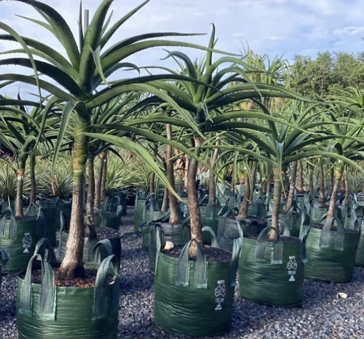 FEATURE PLANTS — Beautiful Gardens Exotic Nursery and Design