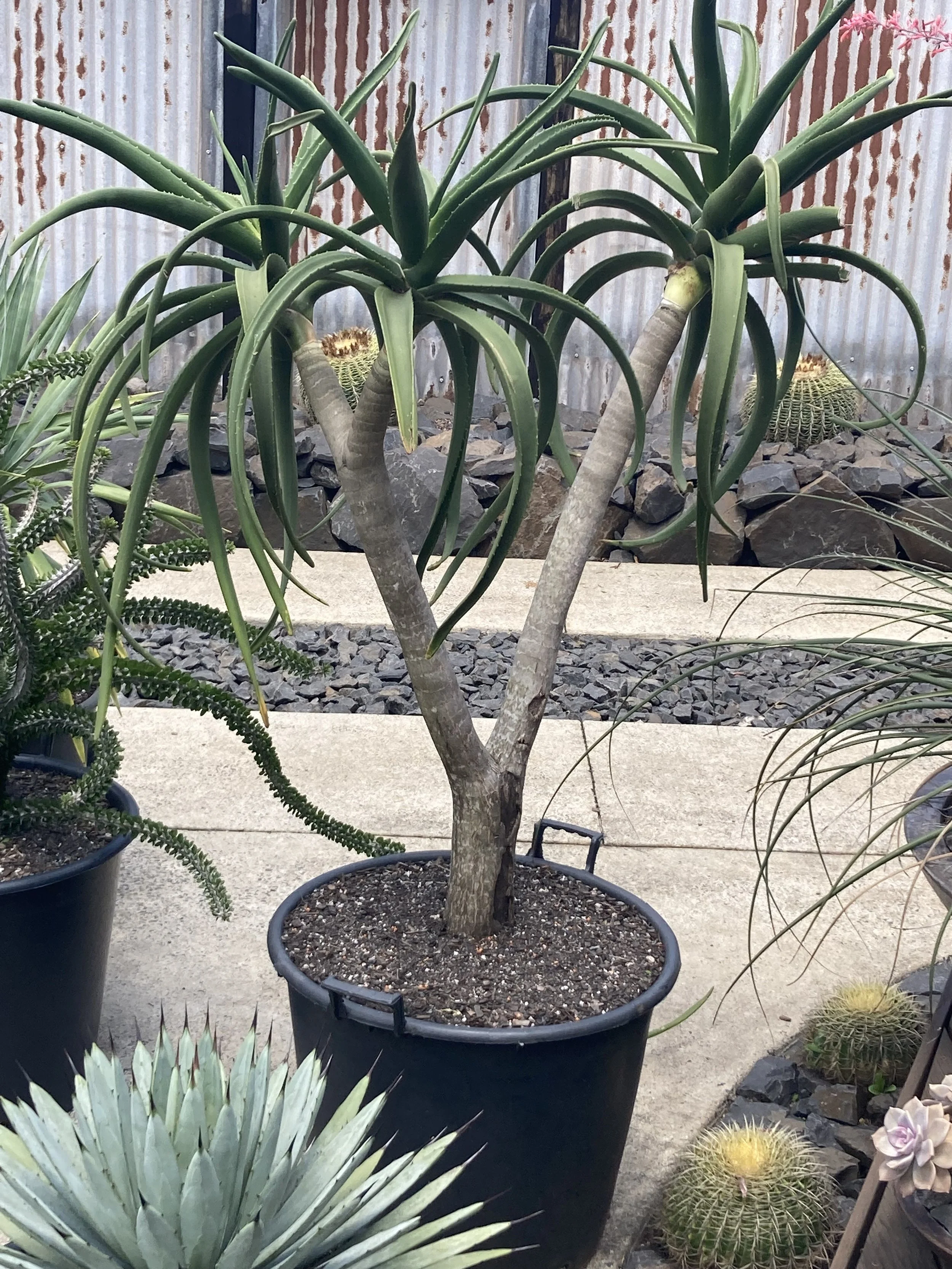 FEATURE PLANTS — Beautiful Gardens Exotic Nursery and Design