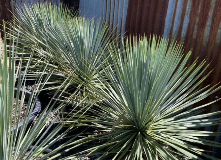 FEATURE PLANTS — Beautiful Gardens Exotic Nursery and Design