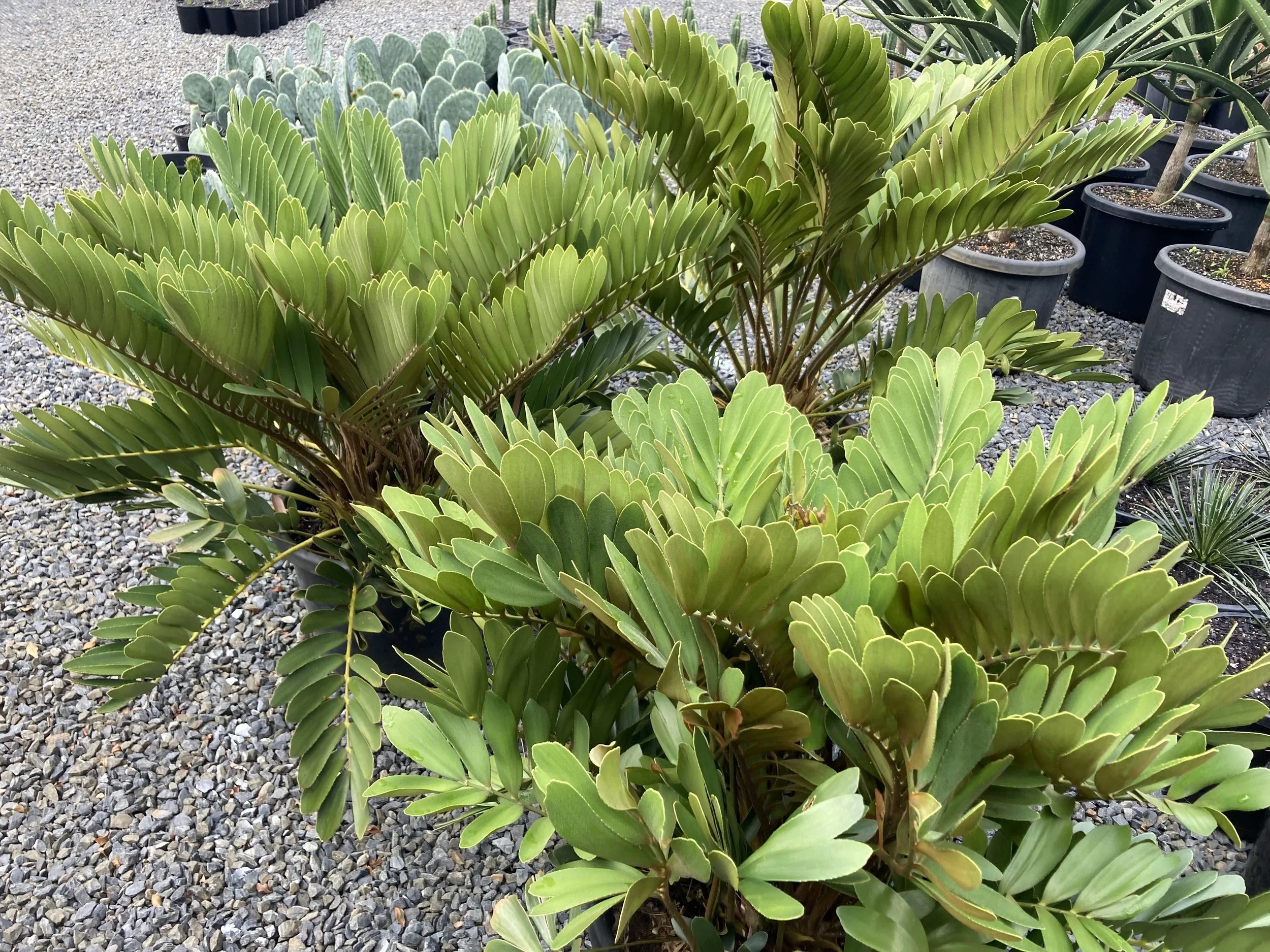 FEATURE PLANTS — Beautiful Gardens Exotic Nursery and Design