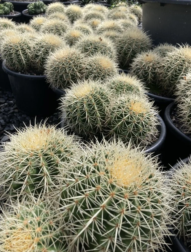 CACTI + SUCCULENTS — Beautiful Gardens Exotic Nursery and Design
