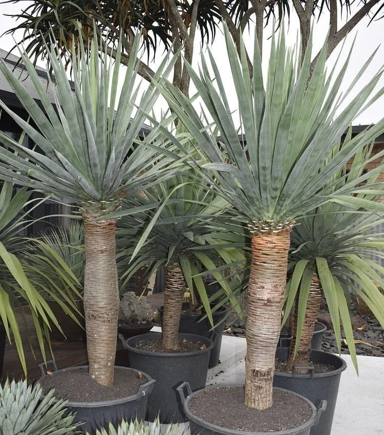 FEATURE PLANTS — Beautiful Gardens Exotic Nursery and Design