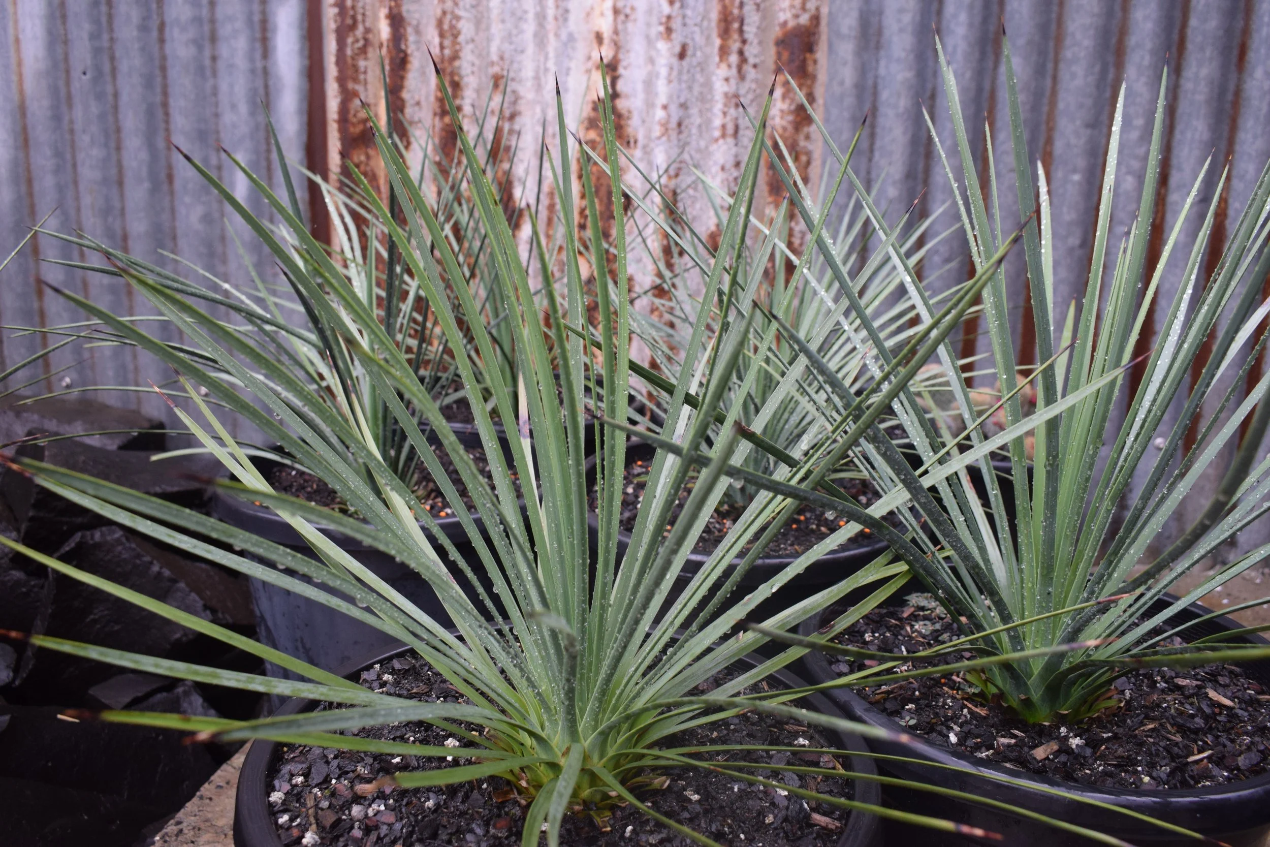 FEATURE PLANTS — Beautiful Gardens Exotic Nursery and Design