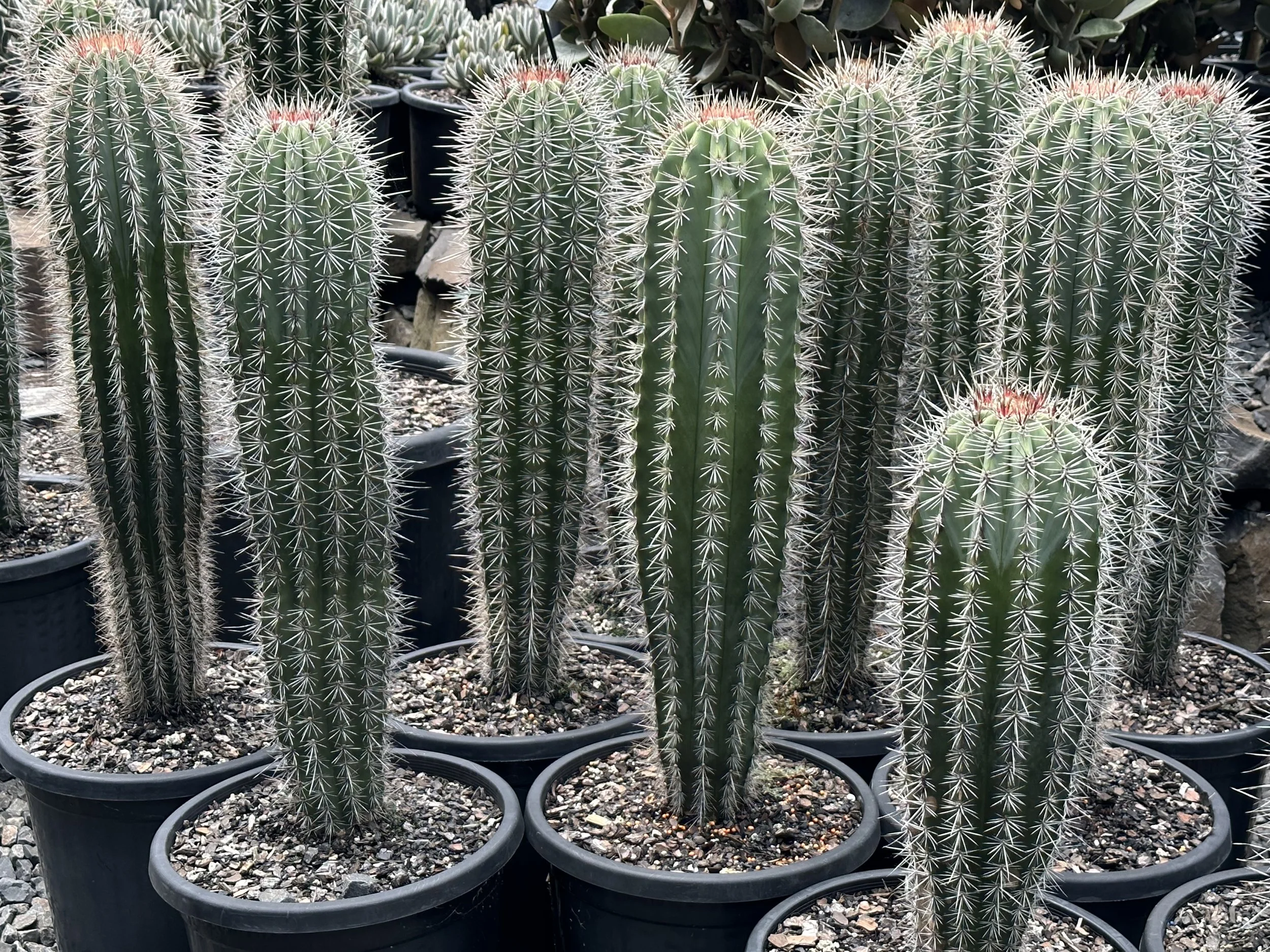 CACTI + SUCCULENTS — Beautiful Gardens Exotic Nursery and Design