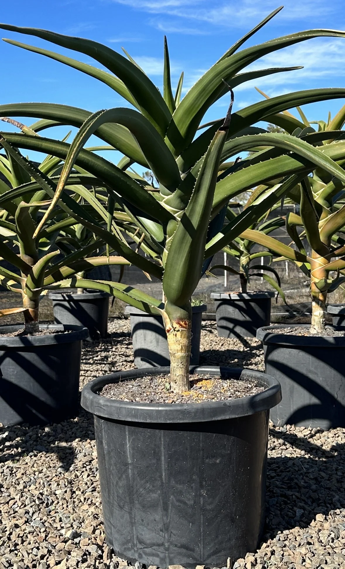 FEATURE PLANTS — Beautiful Gardens Exotic Nursery and Design