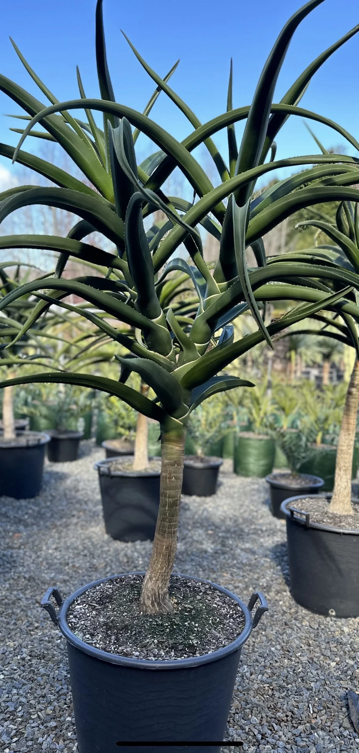 FEATURE PLANTS — Beautiful Gardens Exotic Nursery and Design