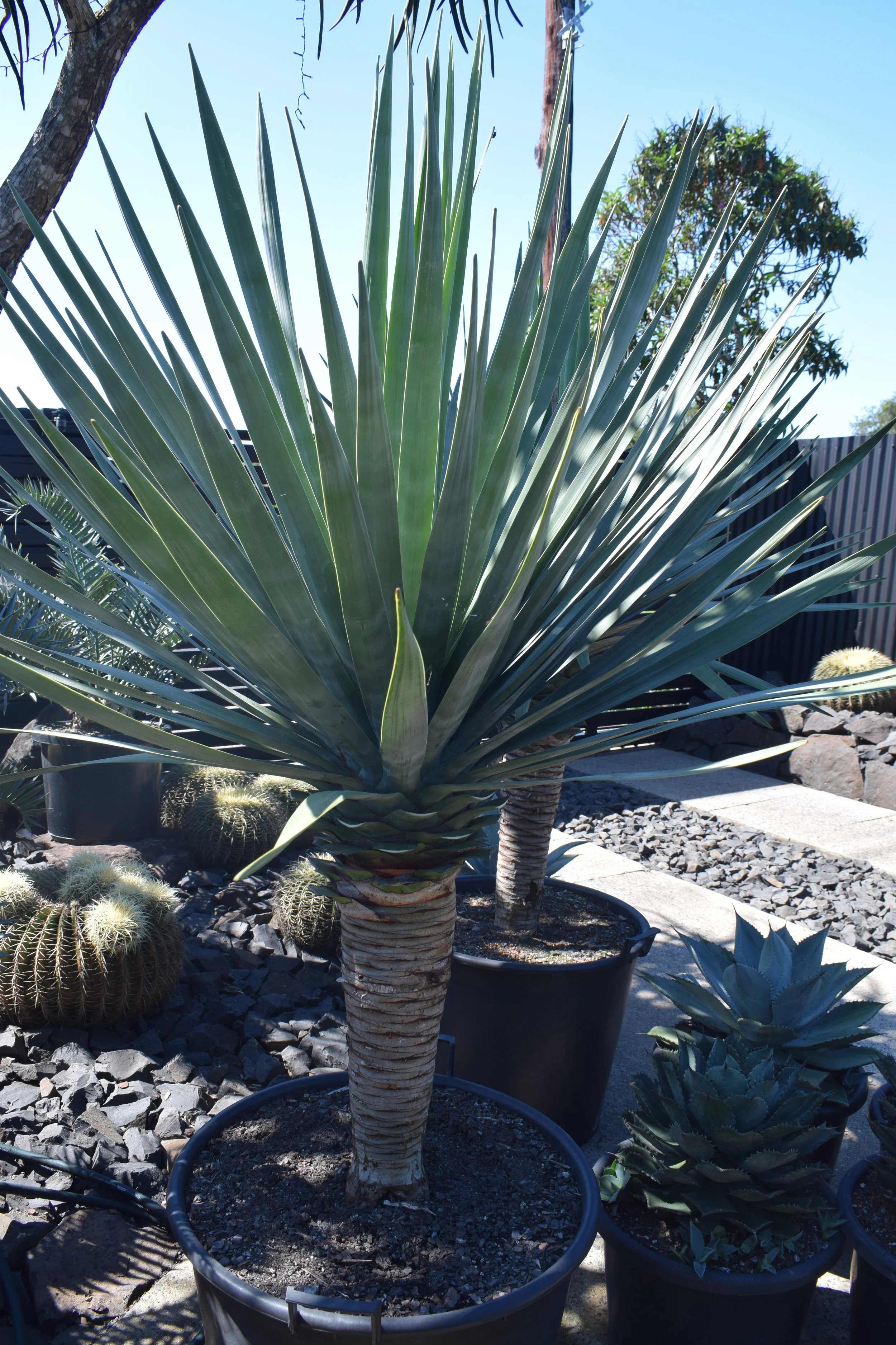 Dracaena Draco 110L Approx 1.7m + — Beautiful Gardens Exotic Nursery ...