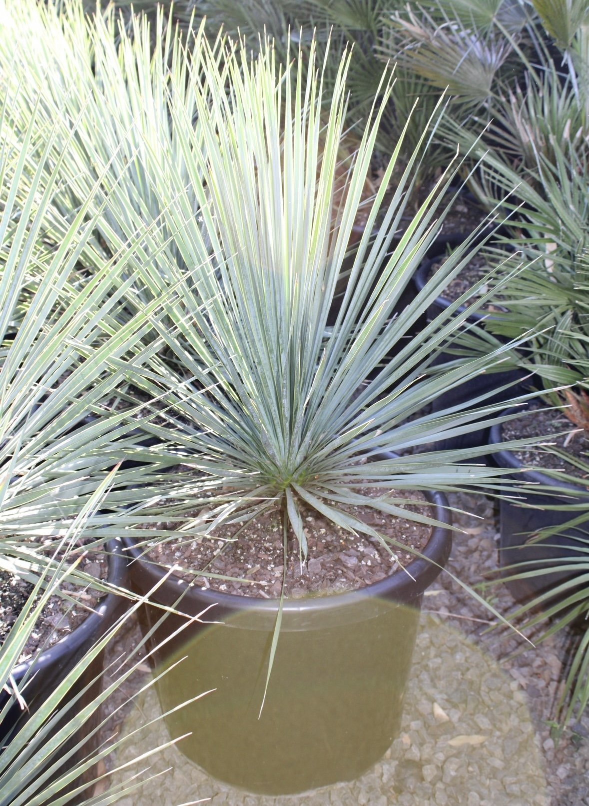 Yucca Rostrata Sapphire skies — Beautiful Gardens Exotic Nursery and Design