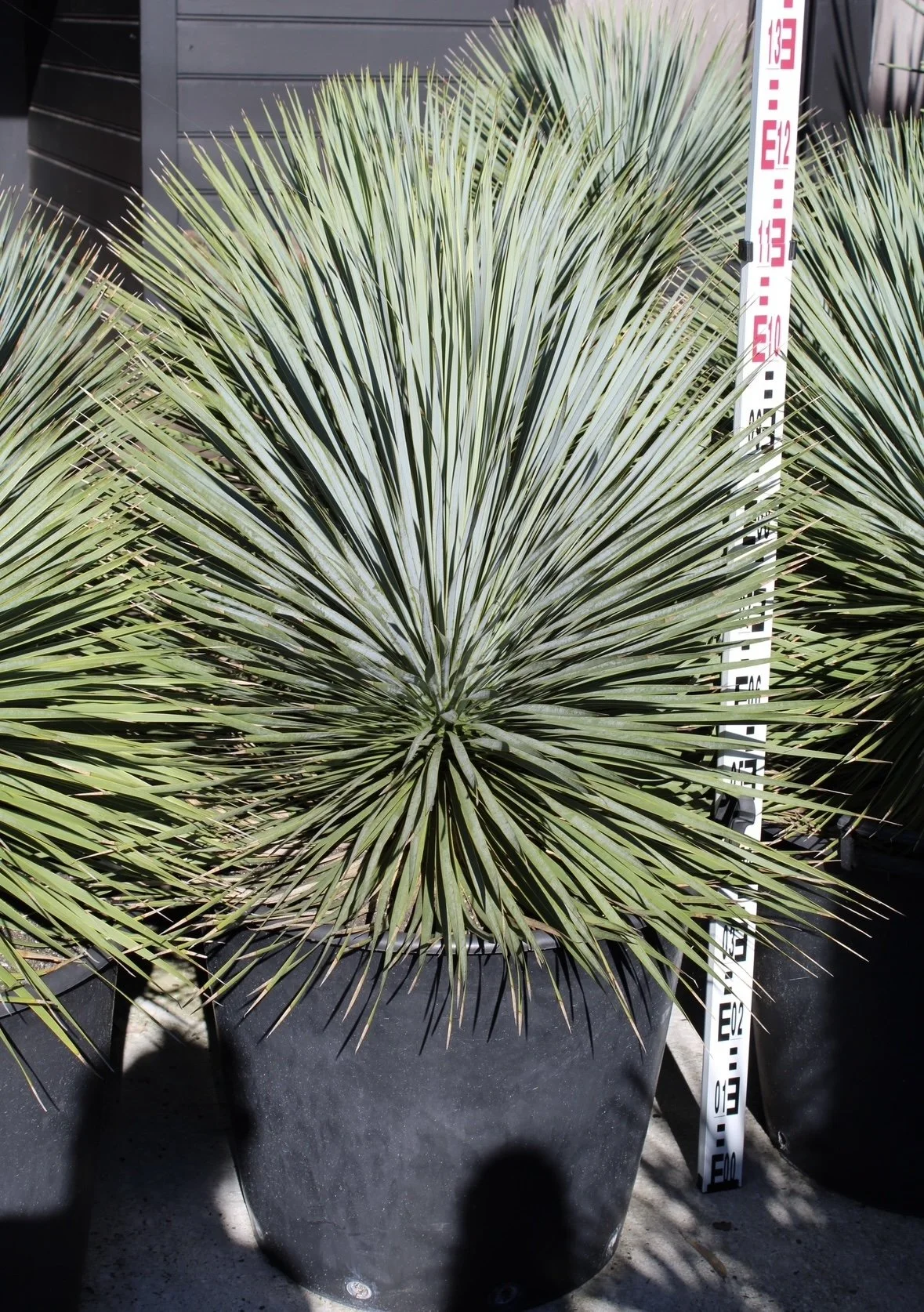 Yucca Rostrata Sapphire skies — Beautiful Gardens Exotic Nursery and Design