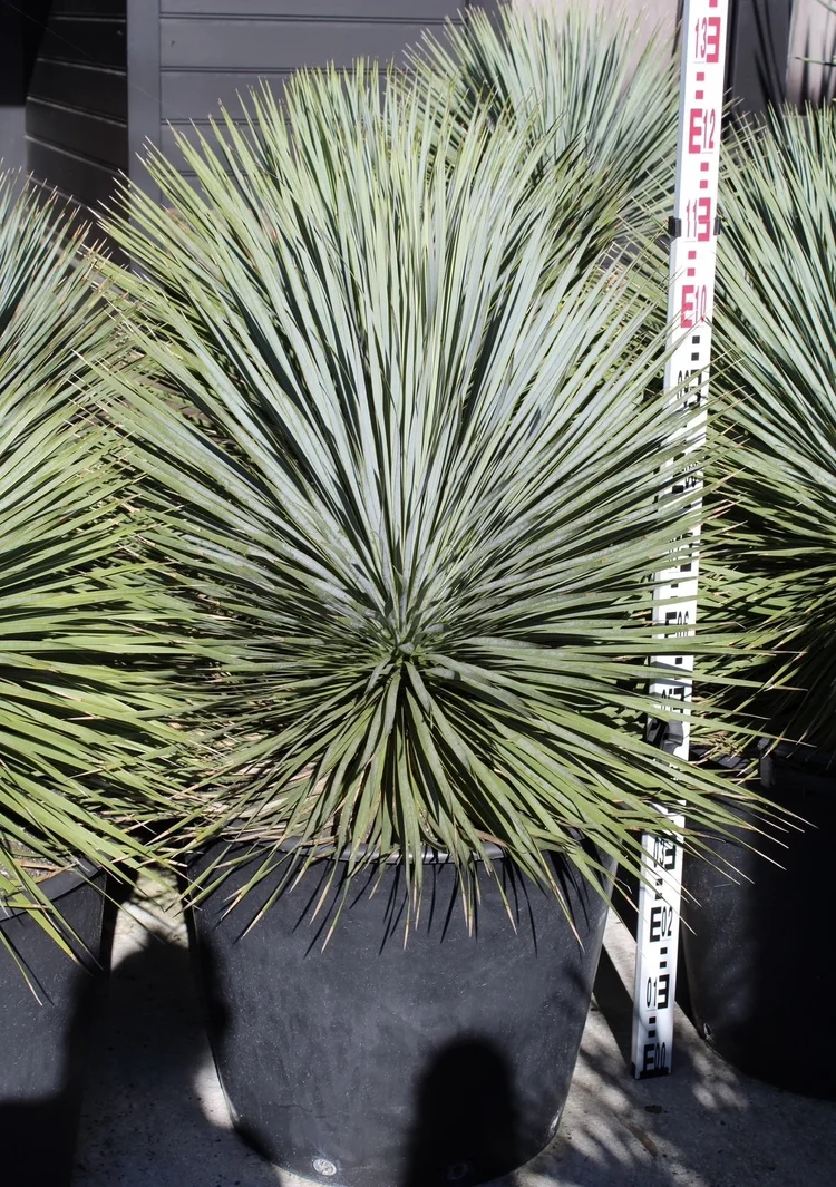 Yucca Rostrata Sapphire skies — Beautiful Gardens Exotic Nursery and Design
