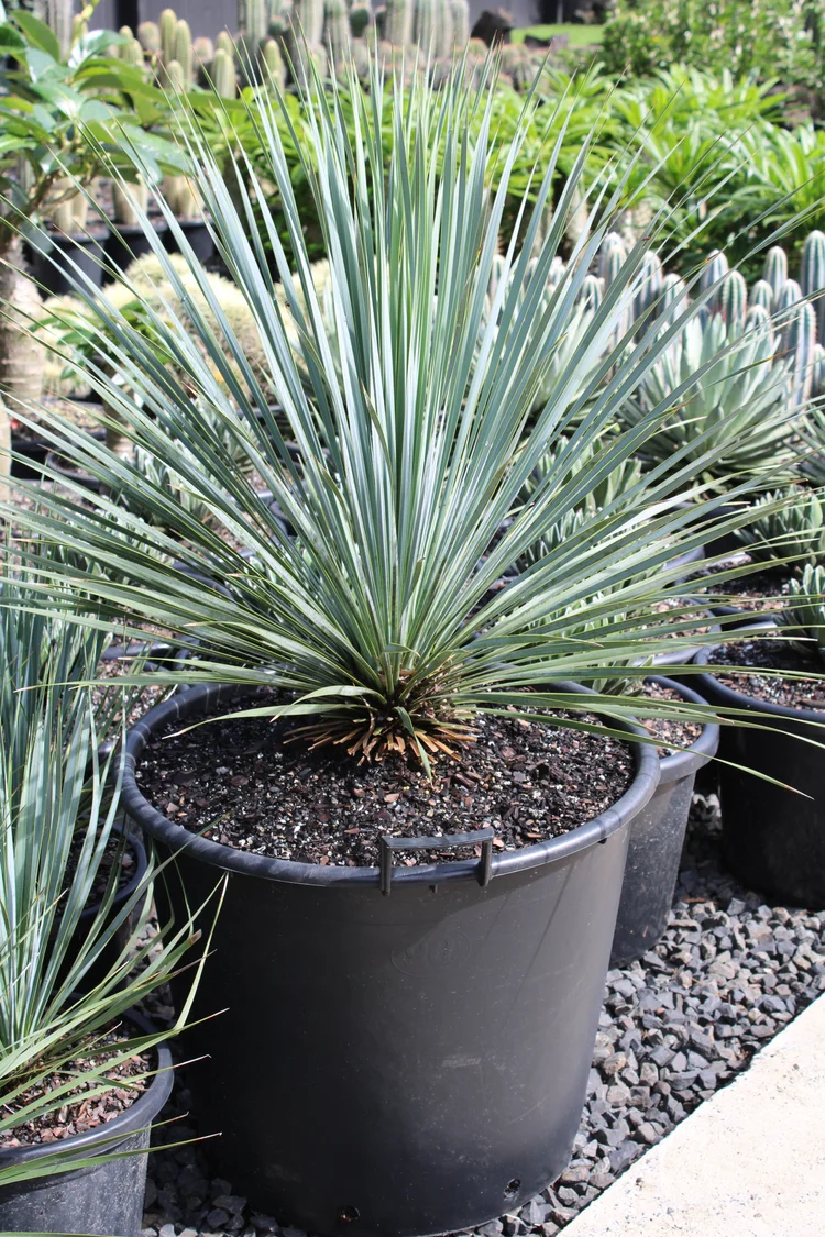 Yucca Rostrata Sapphire skies — Beautiful Gardens Exotic Nursery and Design