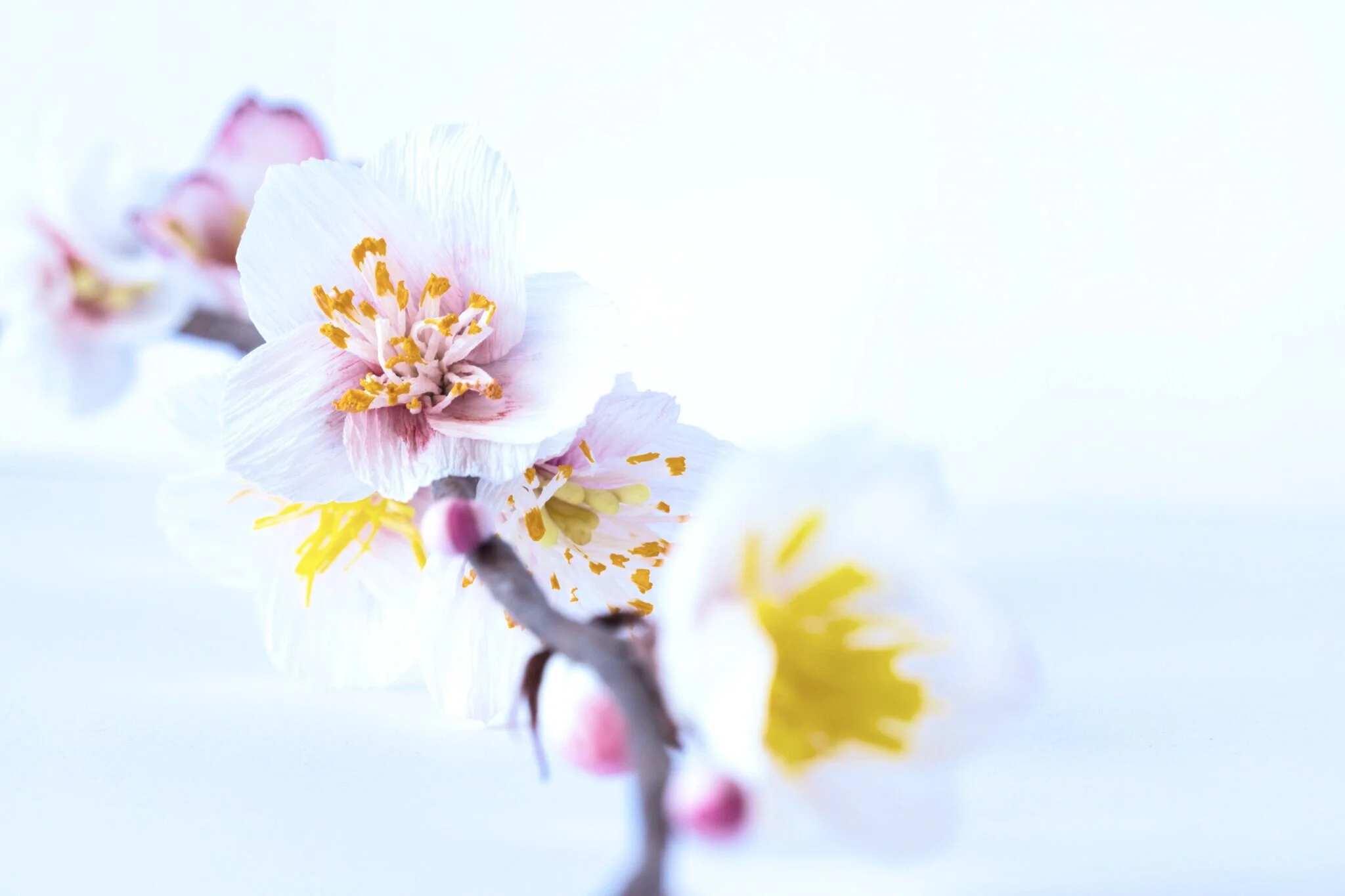 Individual flowers gallery — Petite Blossoms