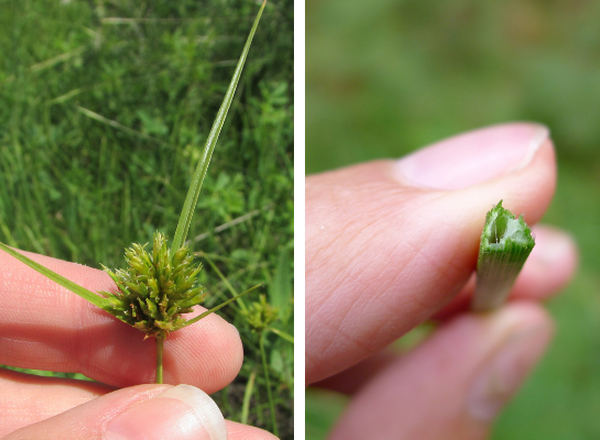 Sedges Have Edges: A Common Wetland Plant — Point Blue