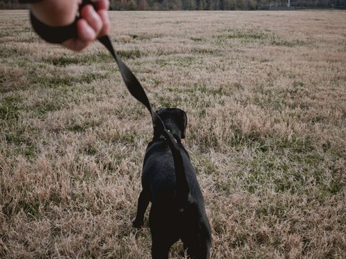 Help! My teenage dog is pulling on-lead! — Indigo Dog Training