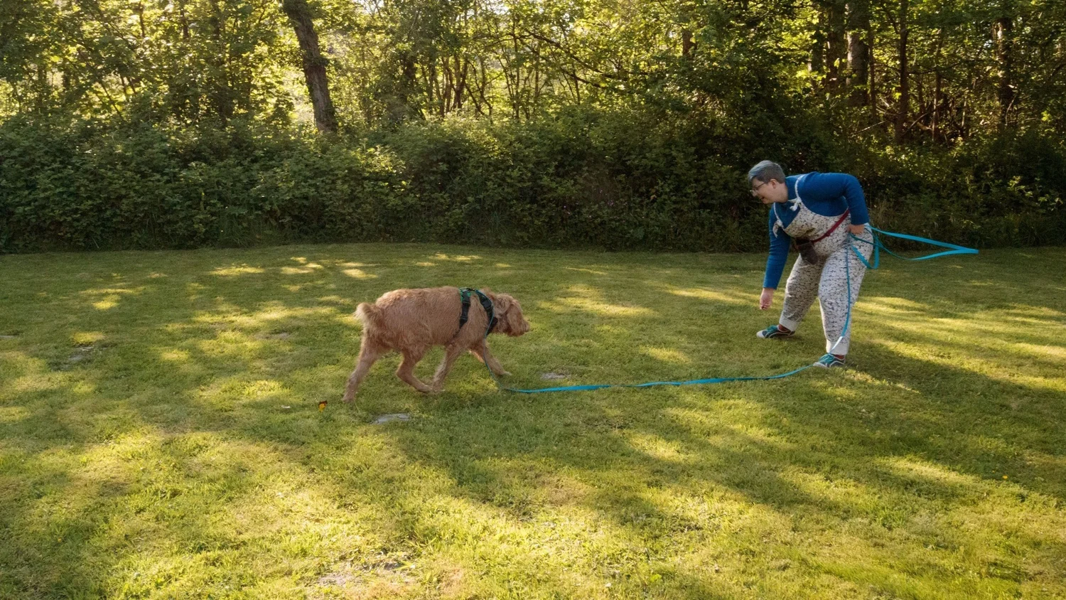 How to use a long line to improve your dog’s recall training — Indigo ...