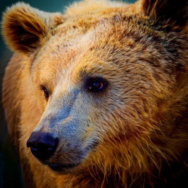 The power of bear medicine — The Uncommon Heartfelt Touch