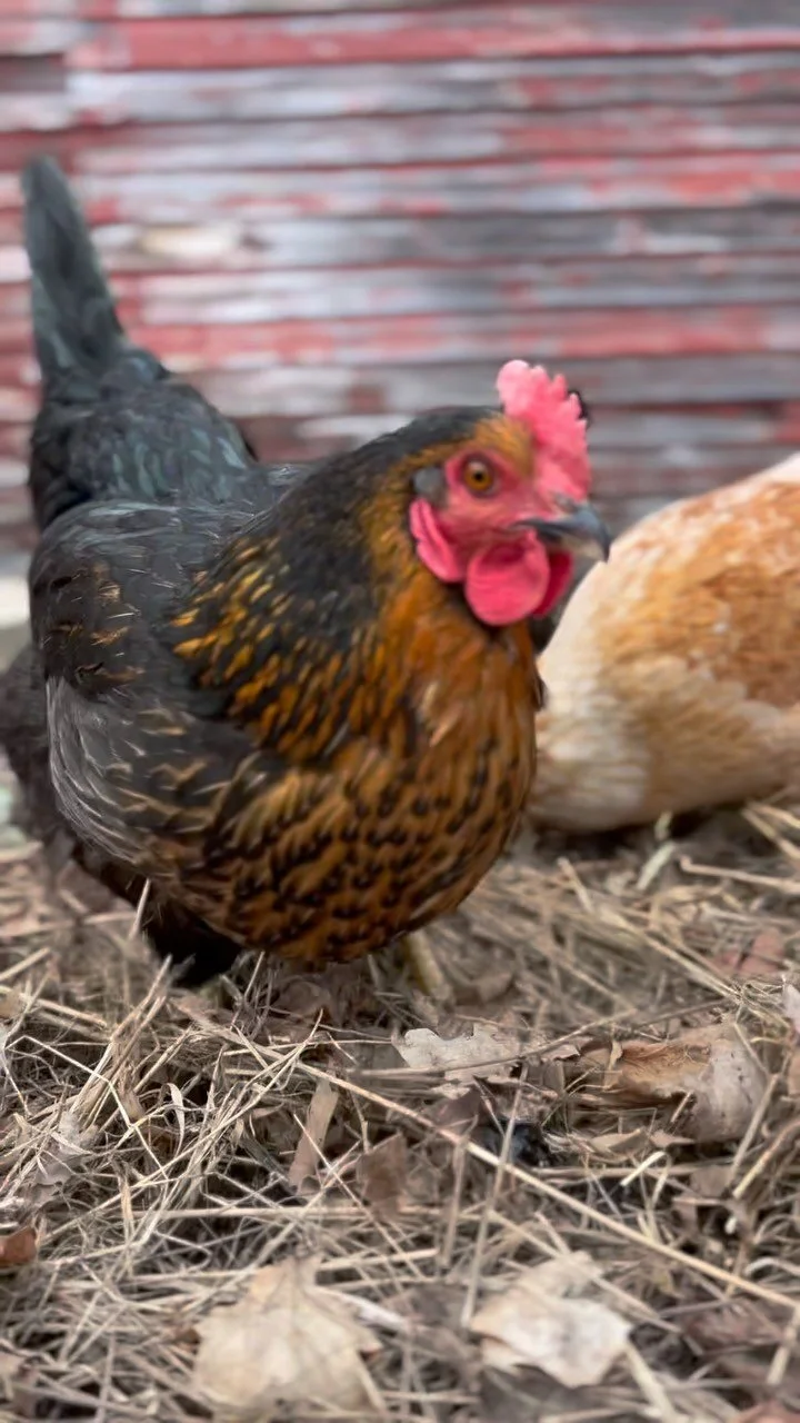 ZAFA Wines Vineyard & Farm