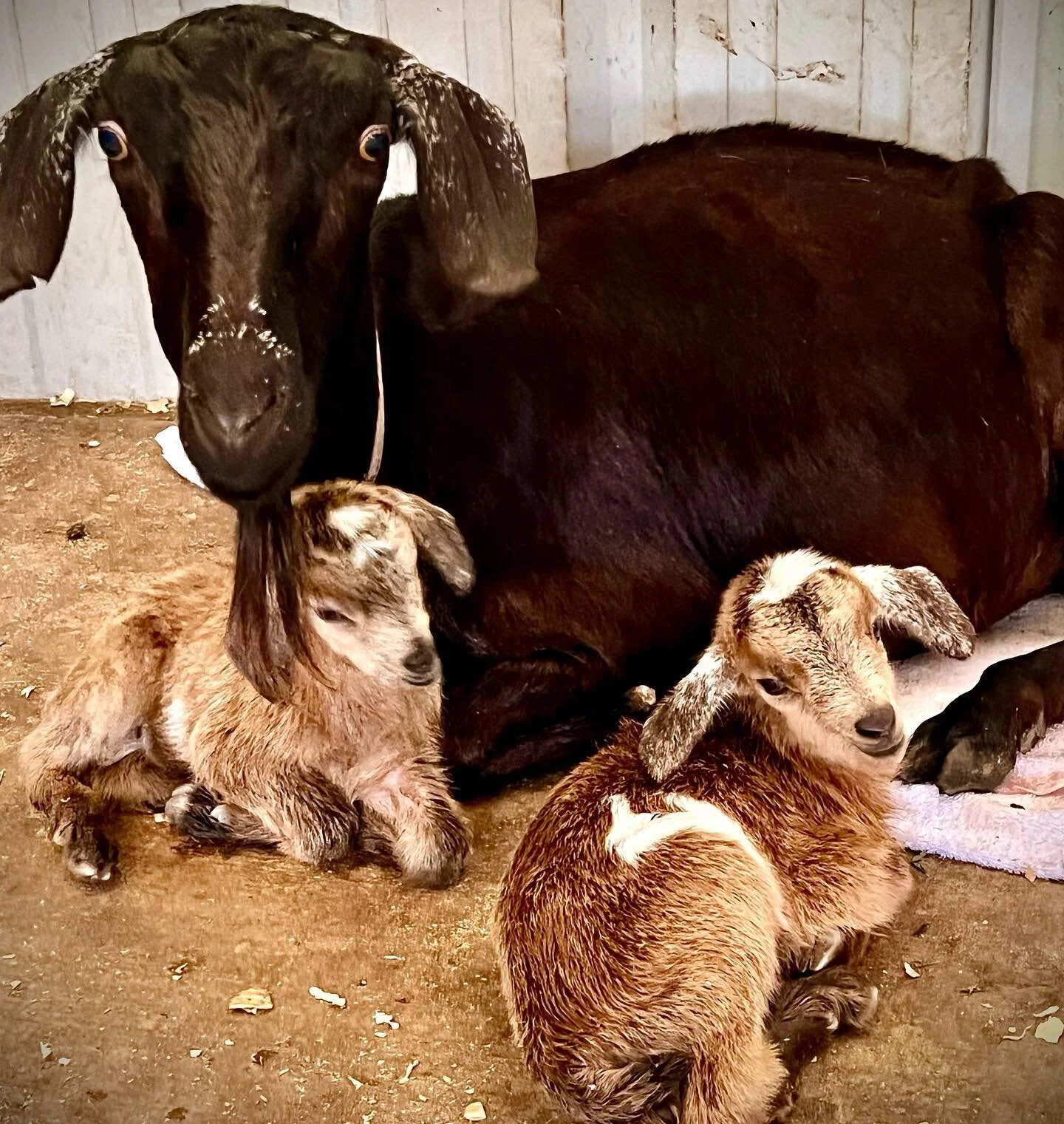 Grady Goat Foundation
