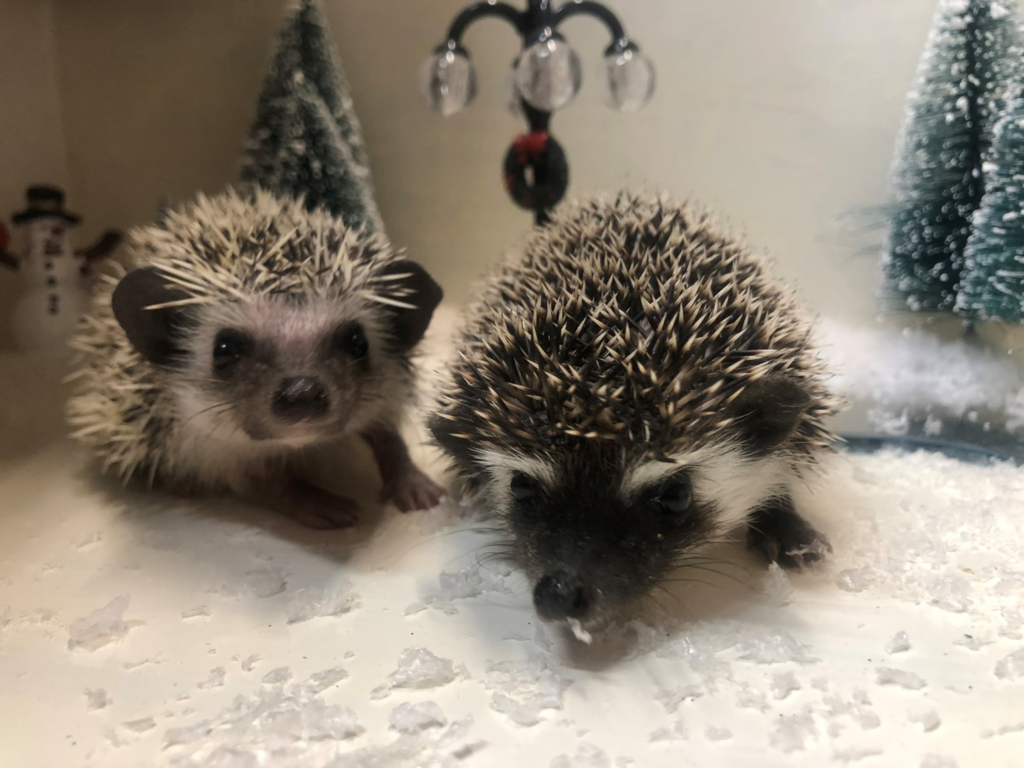 Prickle Farms Hedgehogs