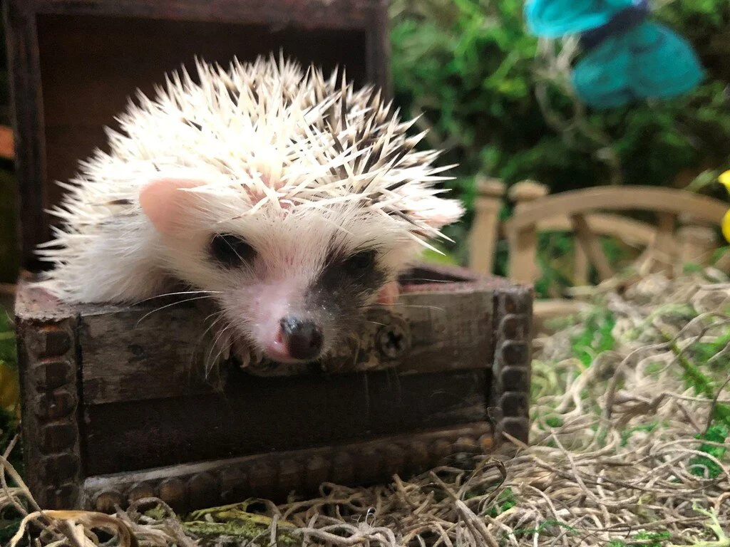 Prickle Farms Hedgehogs